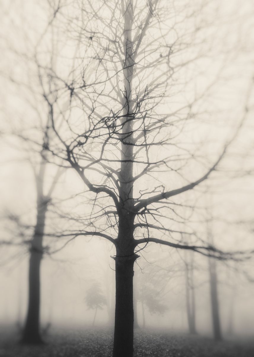 'Ghost tree' Poster, picture, metal print, paint by Marijana Petrovic ...