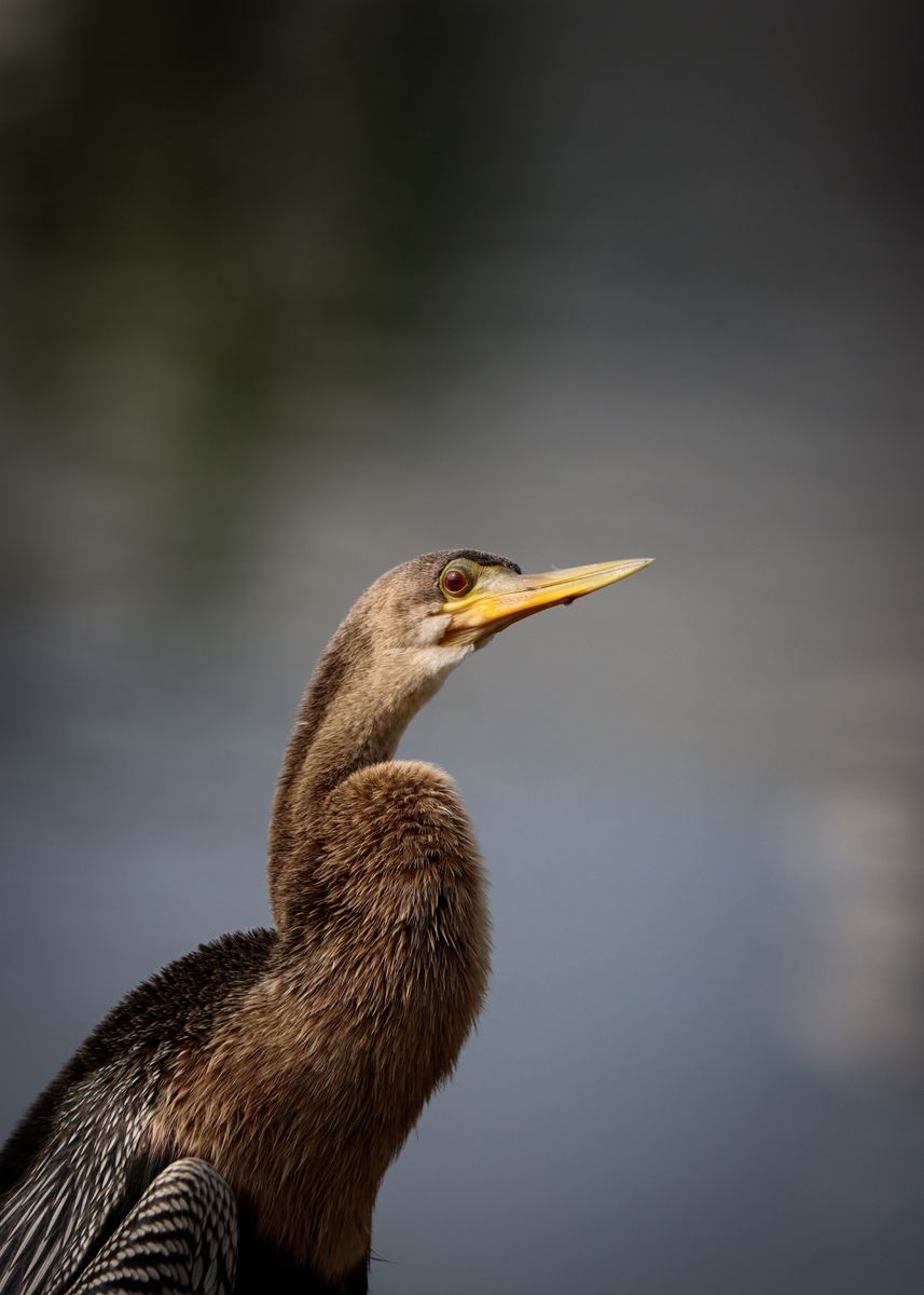'Anhinga Bird Portrait' Poster, picture, metal print, paint by ...