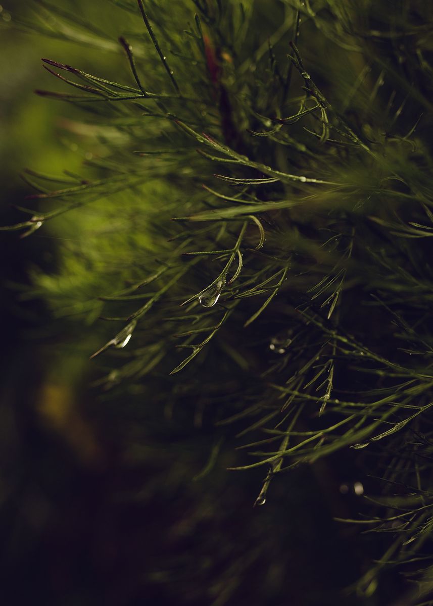 'fresh dew in the morning' Poster, picture, metal print, paint by Arif ...