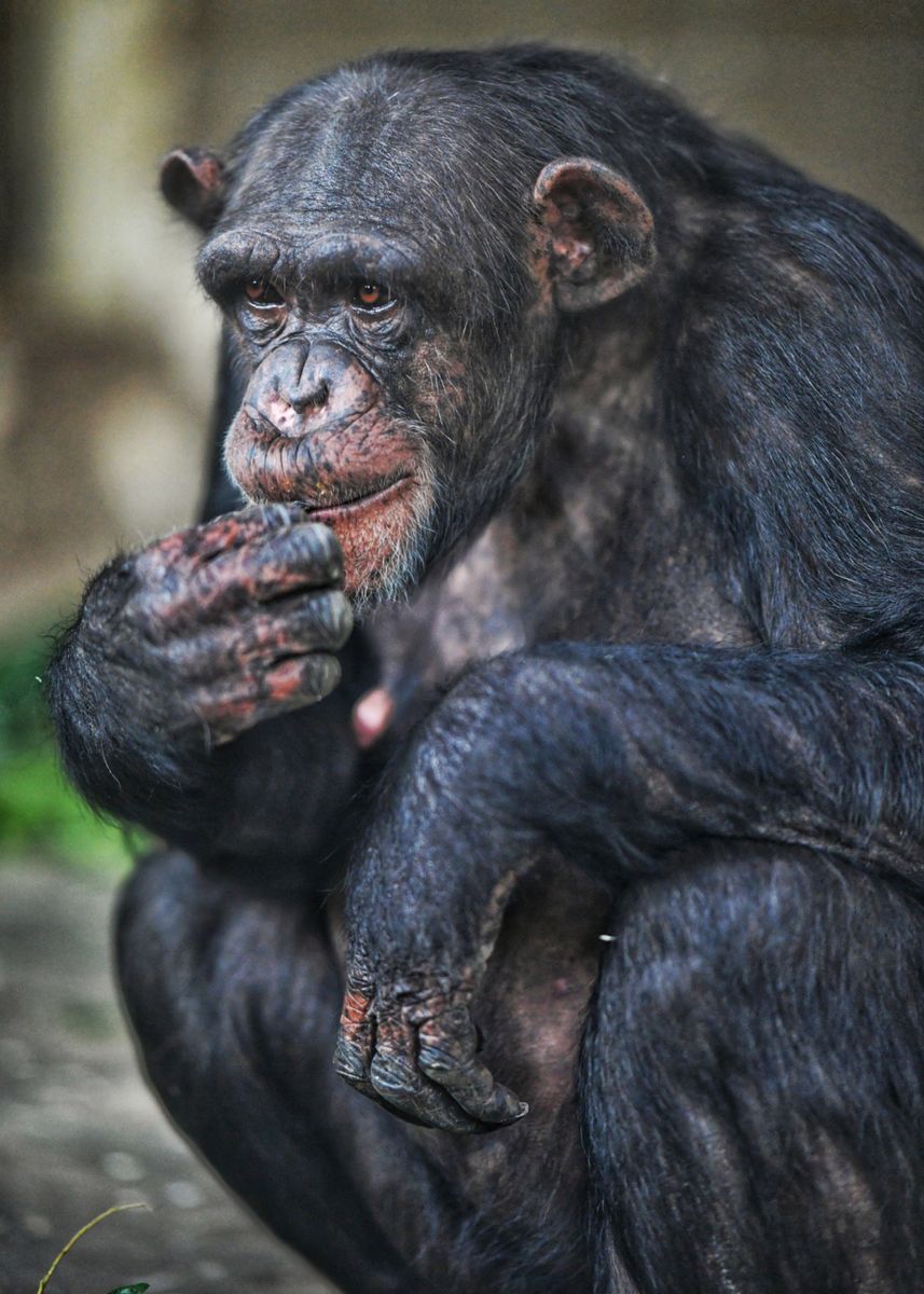 'Cute Monkey Portrait' Poster, picture, metal print, paint by Wijaki ...