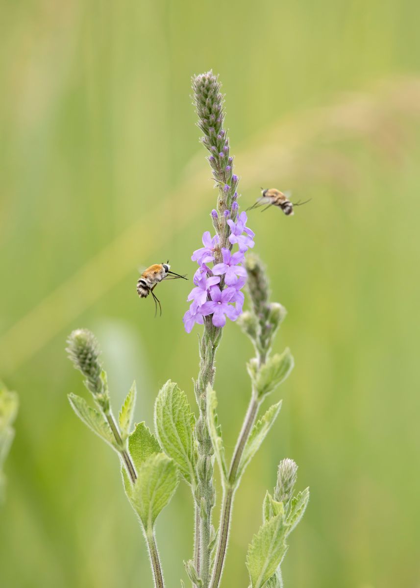 'Life on the prairie' Poster, picture, metal print, paint by Katie ...