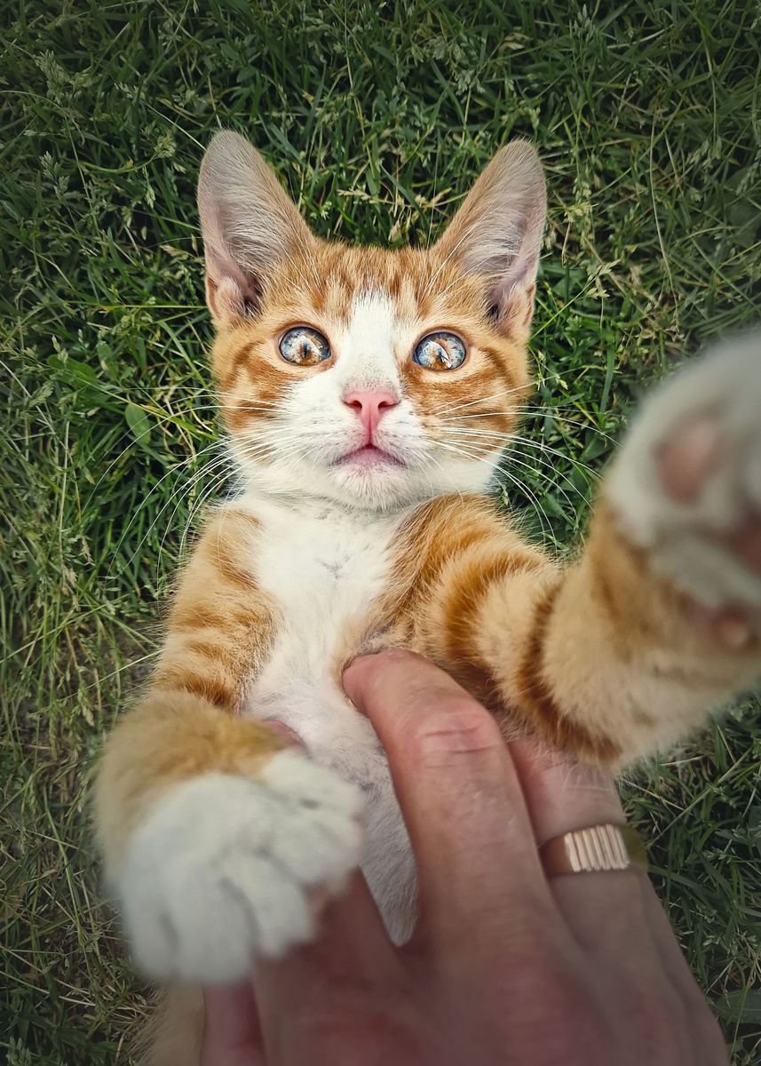 'master and his cat' Poster, picture, metal print, paint by PsychoShadow | Displate