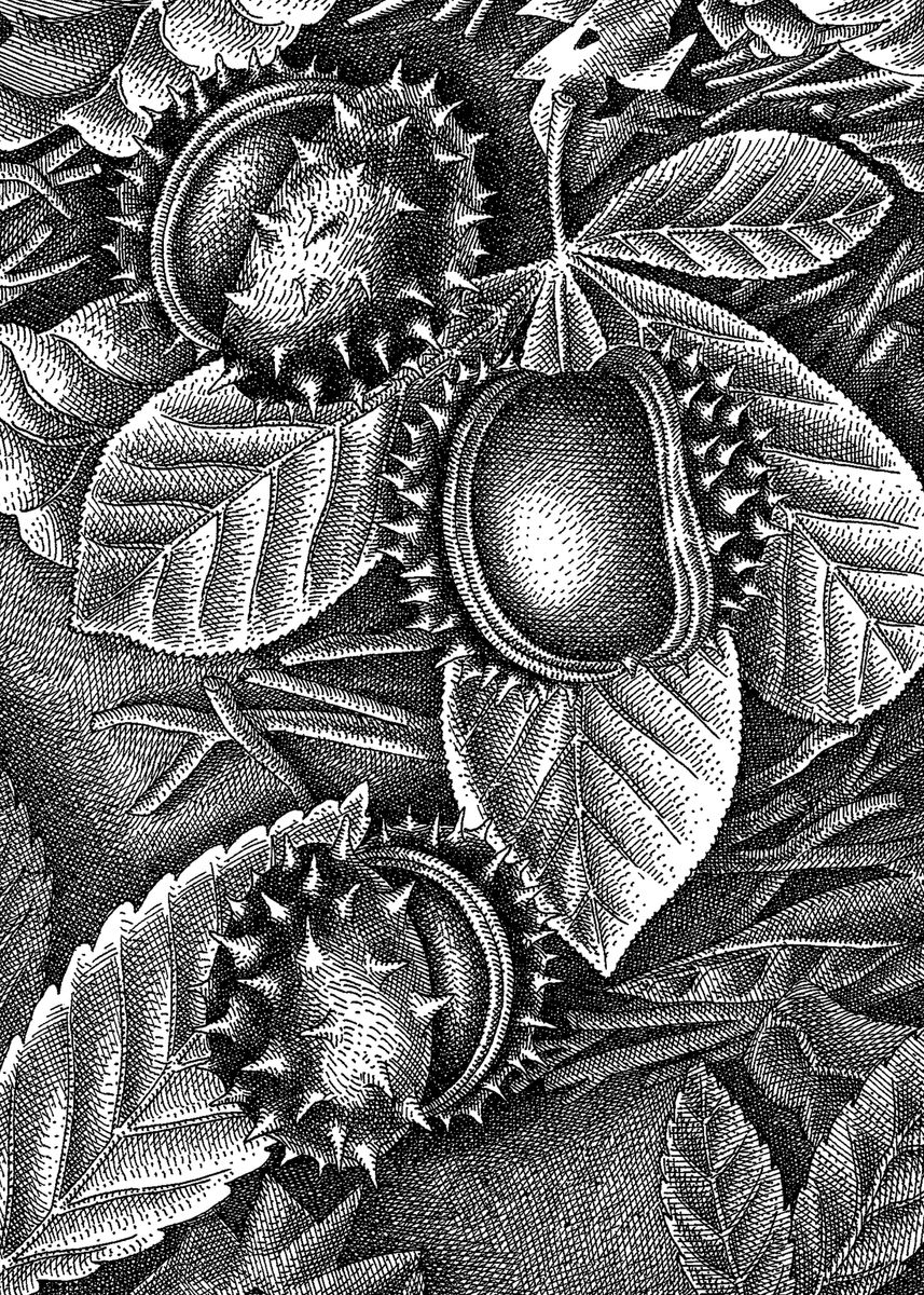 'Chestnuts' Poster, picture, metal print, paint by Mircea Pop | Displate