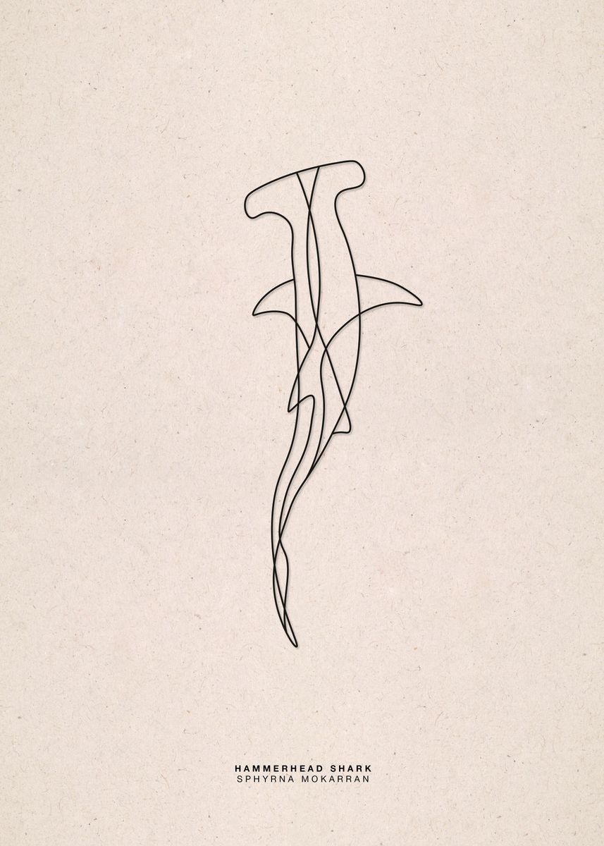 'line art hammerhead shark' Poster, picture, metal print, paint by ...