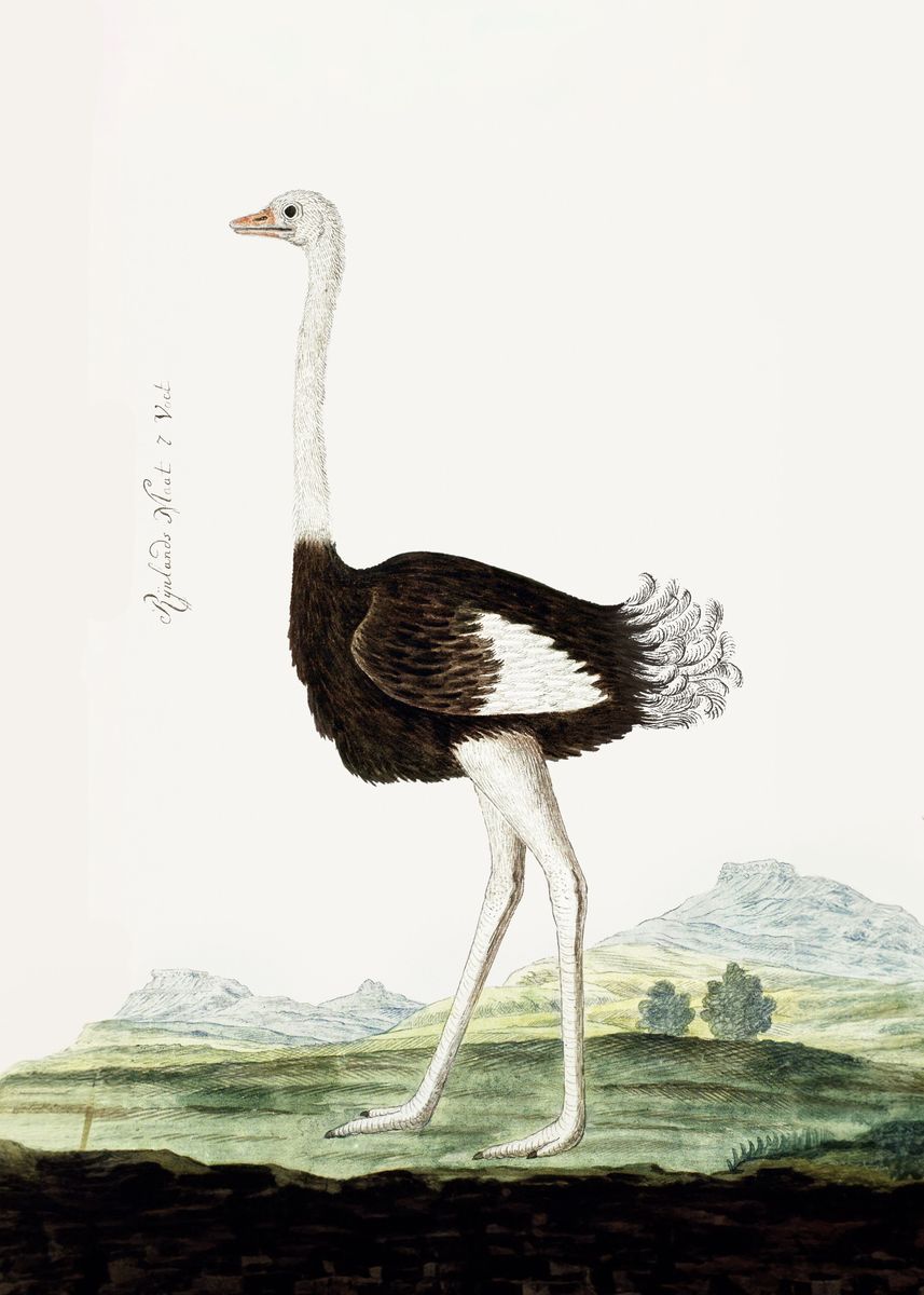 'Common Ostrich' Poster, picture, metal print, paint by anamaria tudor ...