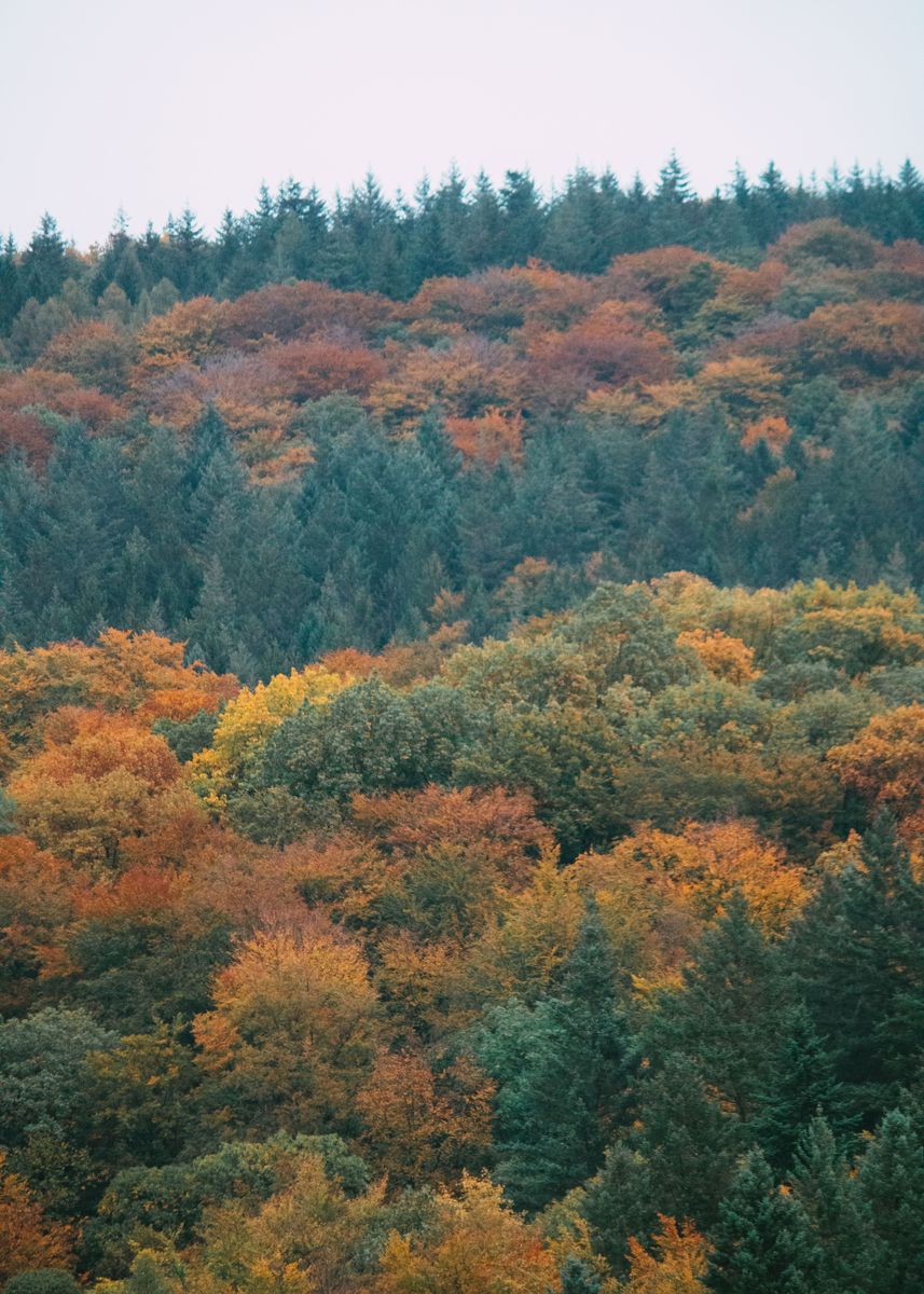'Autumn Forest' Poster, picture, metal print, paint by Hendrik Zahn ...