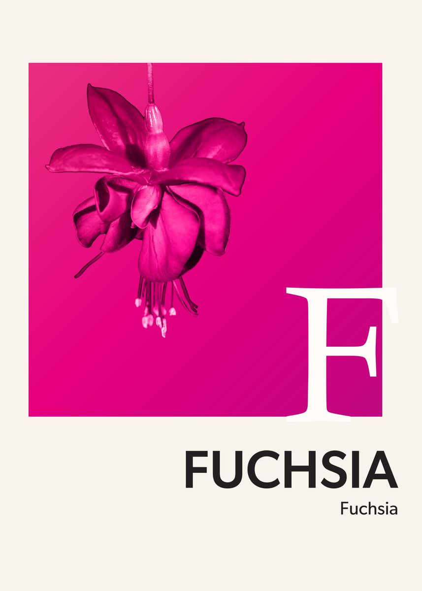 'Color Alphabet Fuchsia F' Poster, picture, metal print, paint by ...
