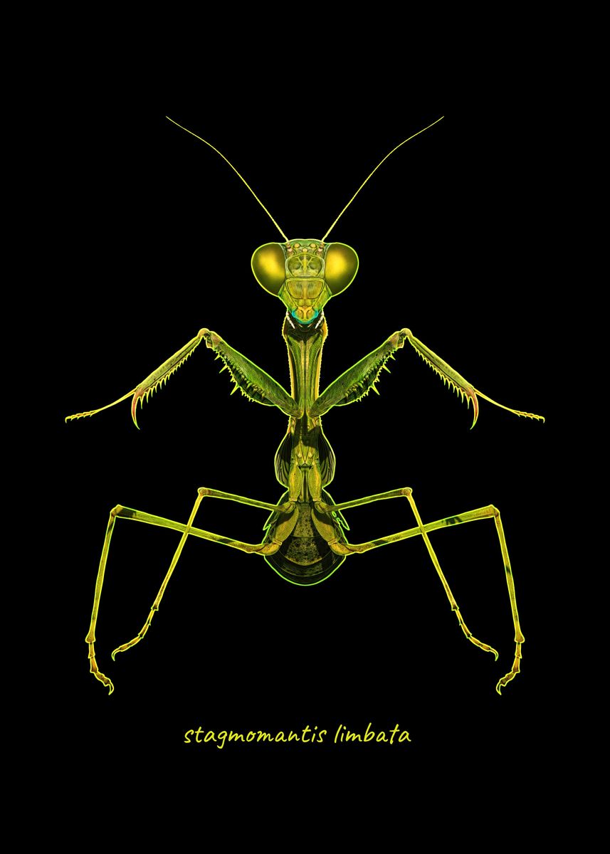 'Green Praying Mantis' Poster, picture, metal print, paint by Eric ...