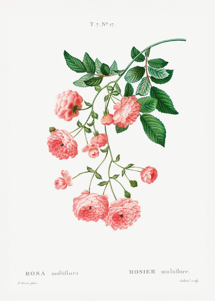 'Rosa Multiflora' Poster, picture, metal print, paint by anamaria tudor ...