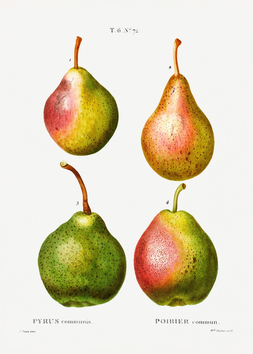 'Pear fruit' Poster, picture, metal print, paint by anamaria tudor ...