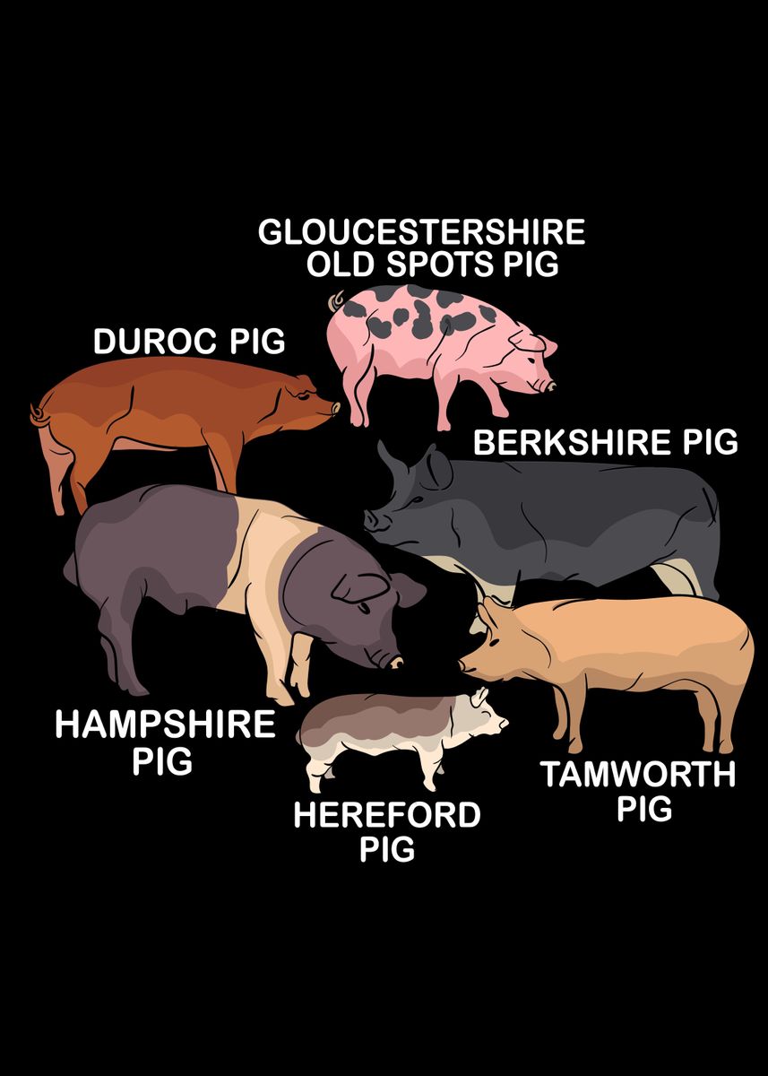 'Pig Breeds Pig Lover Gift ' Poster, picture, metal print, paint by ...
