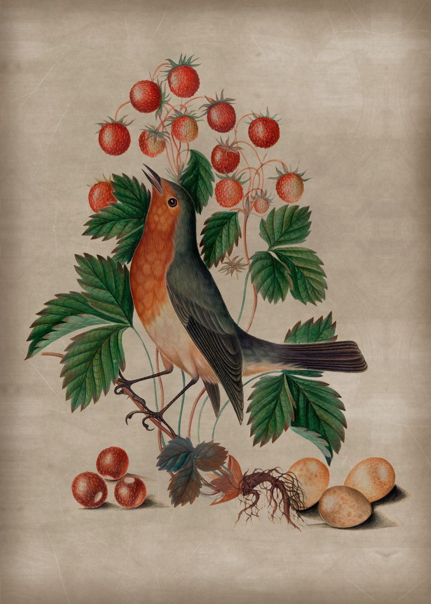 'Robin and Berries' Poster, picture, metal print, paint by XandYart ...