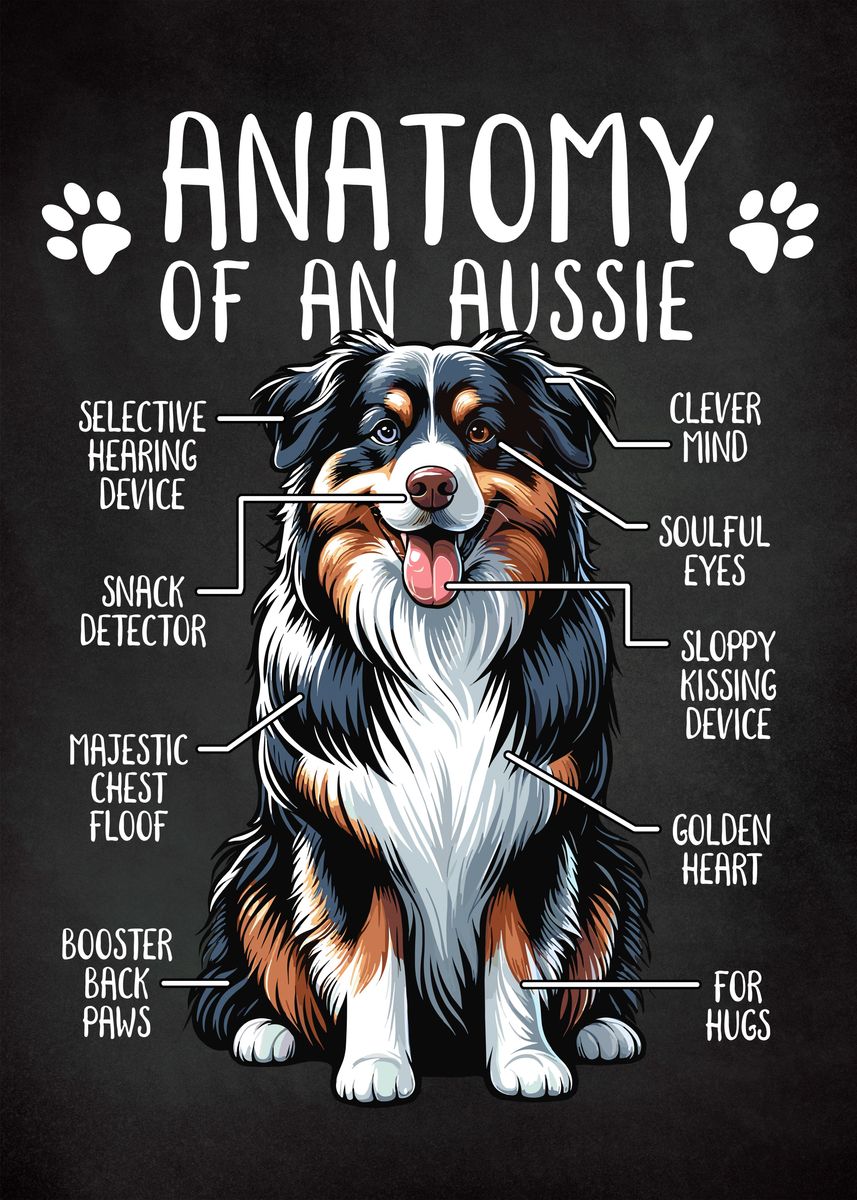 'Australian Shepherd Aussie' Poster, picture, metal print, paint by ...