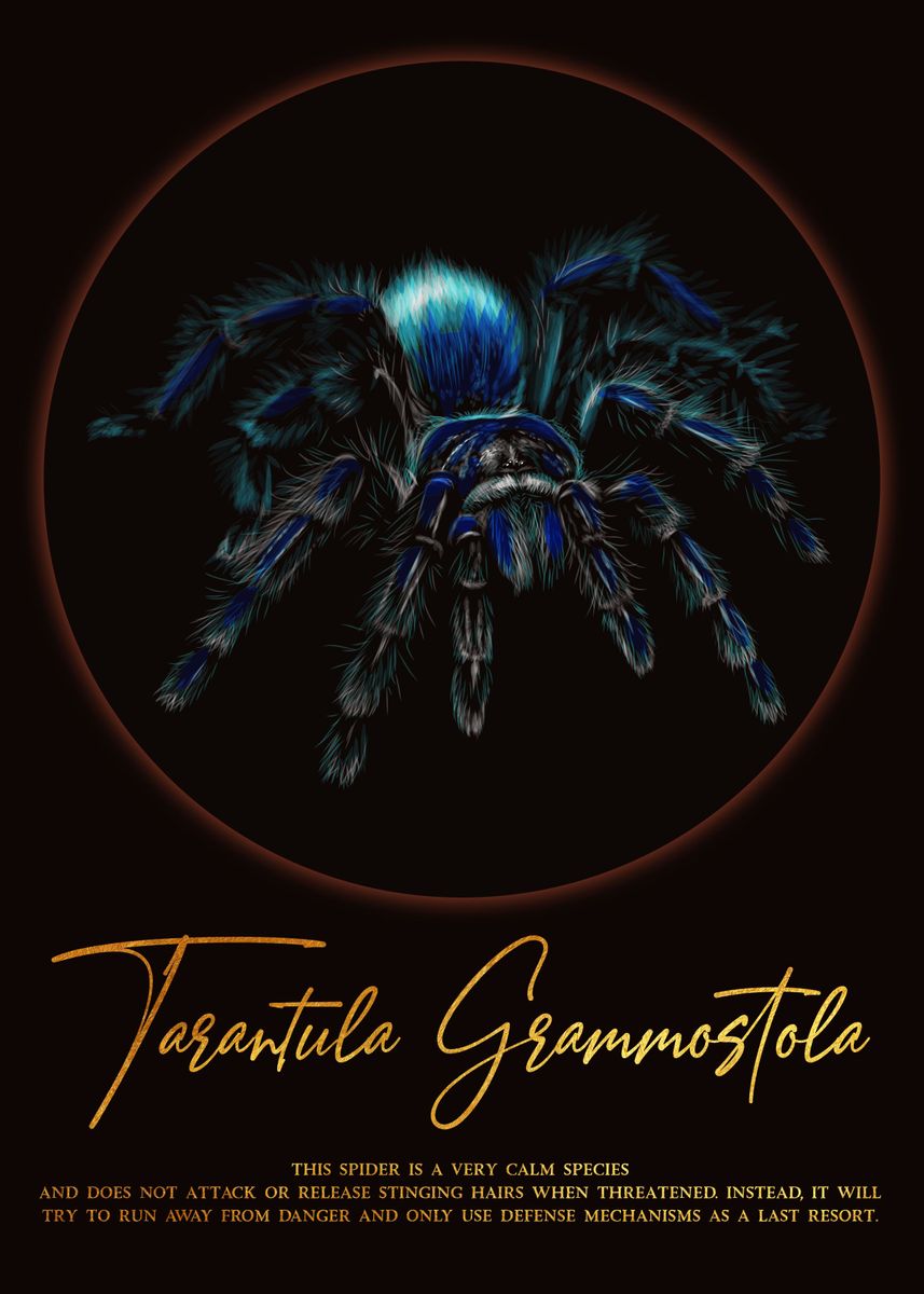 'Tarantula Grammostola' Poster, picture, metal print, paint by Plasse ...