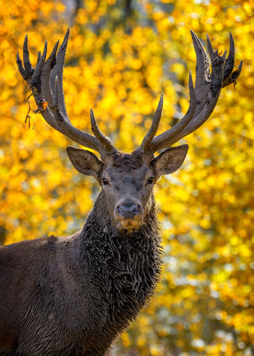 'Deer portrait' Poster, picture, metal print, paint by Byrdyak | Displate