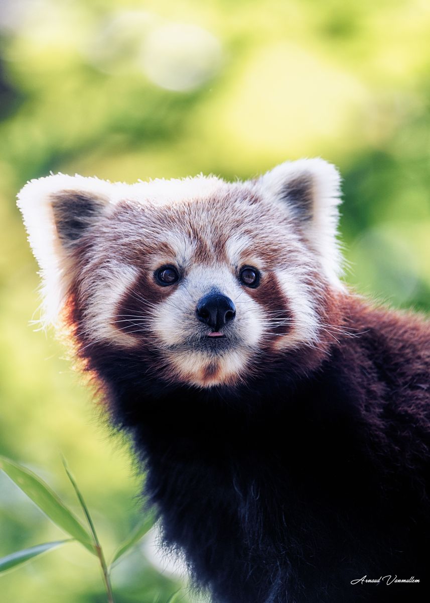 'Elegante grimace ' Poster, picture, metal print, paint by Arnaud ...