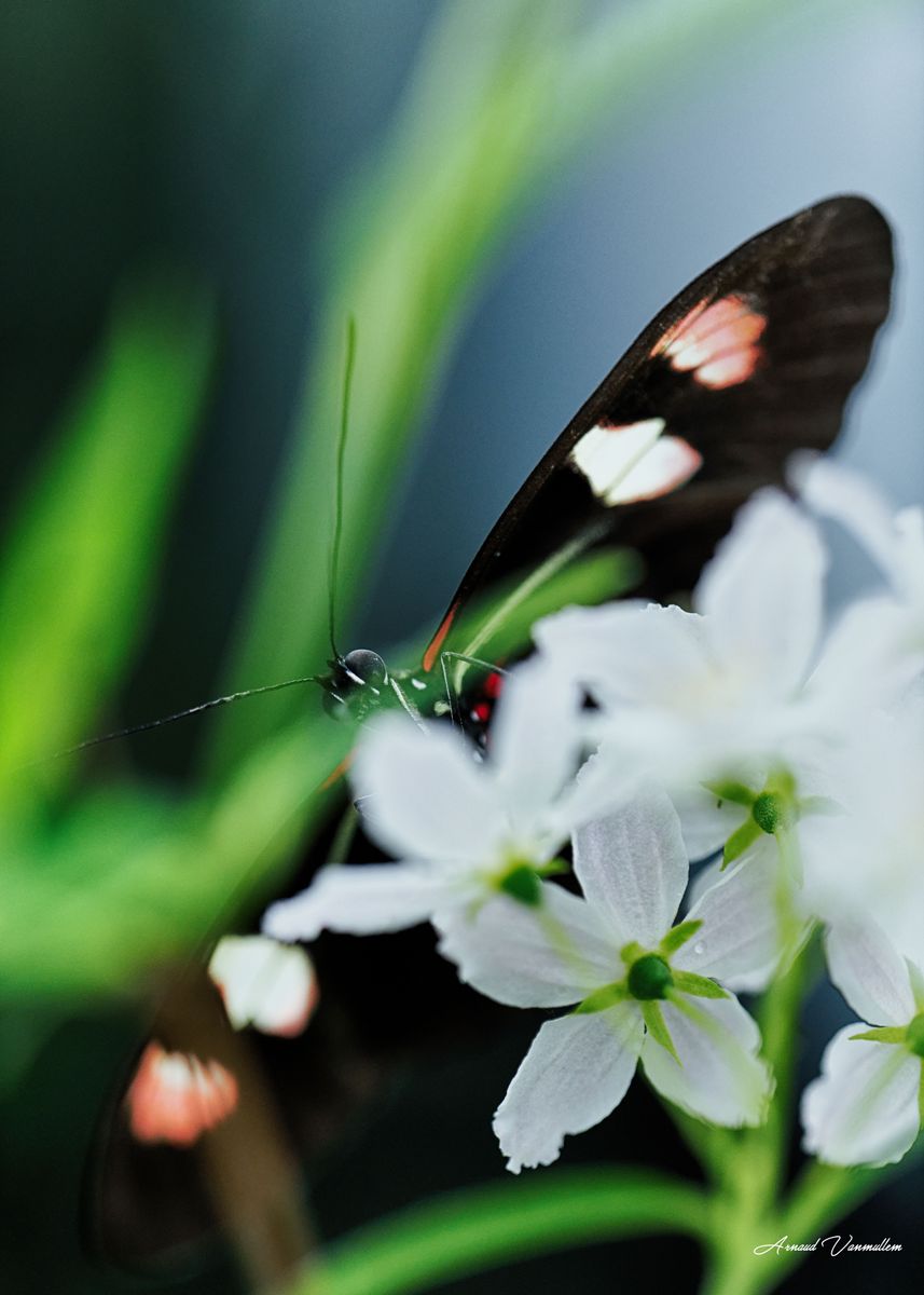 'Perfect composition' Poster, picture, metal print, paint by Arnaud ...