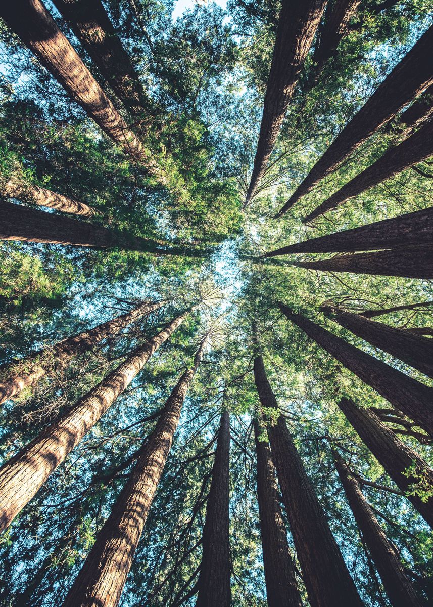 'Treetops' Poster, picture, metal print, paint by Nguyen Quoc Viet ...