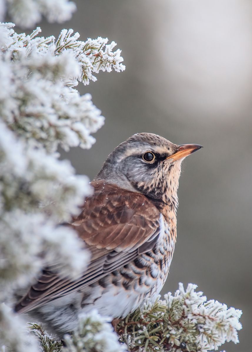 'Fieldfare in Winter' Poster, picture, metal print, paint by World ...