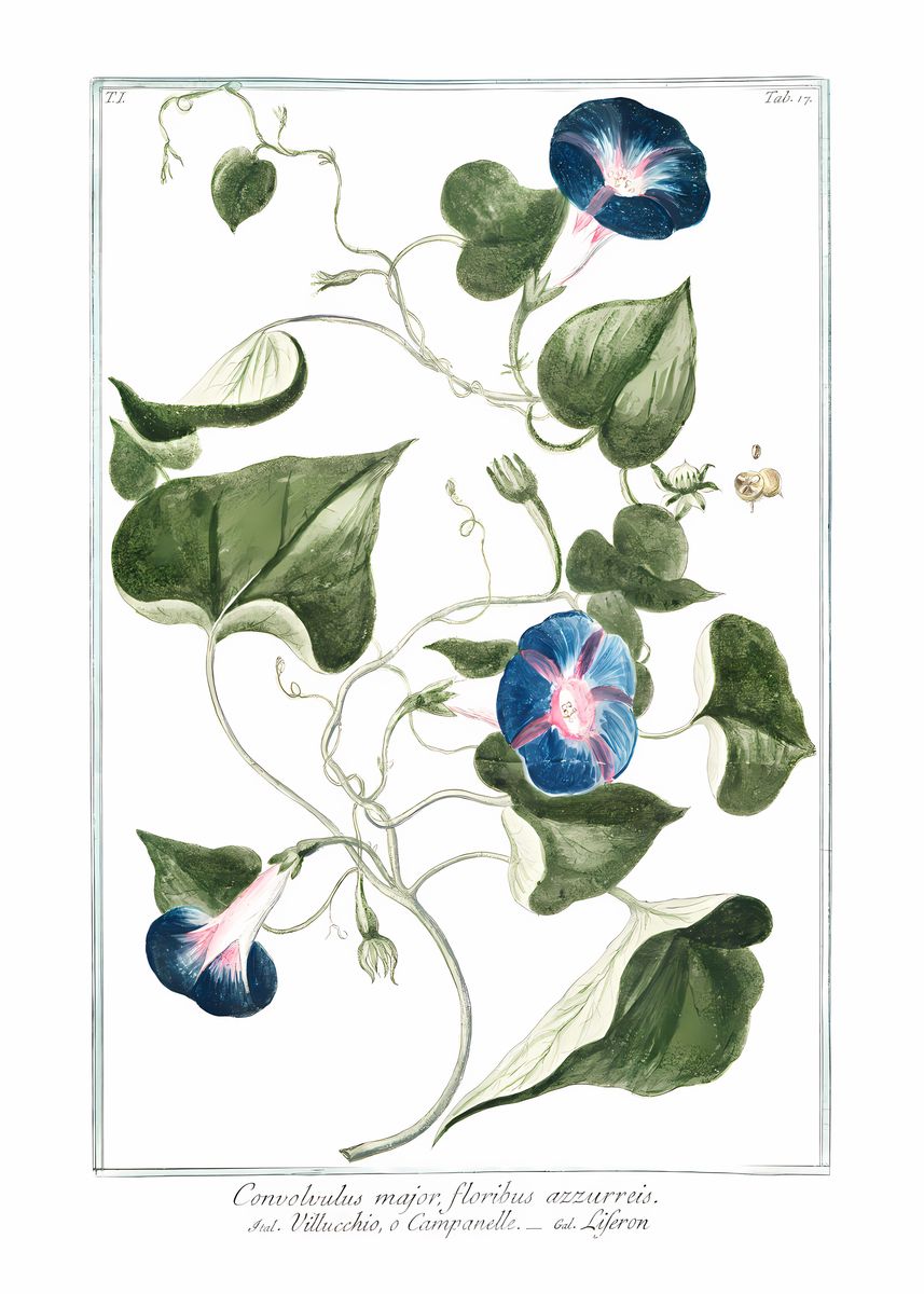 'Convolvulus Major' Poster, picture, metal print, paint by Awesome ...