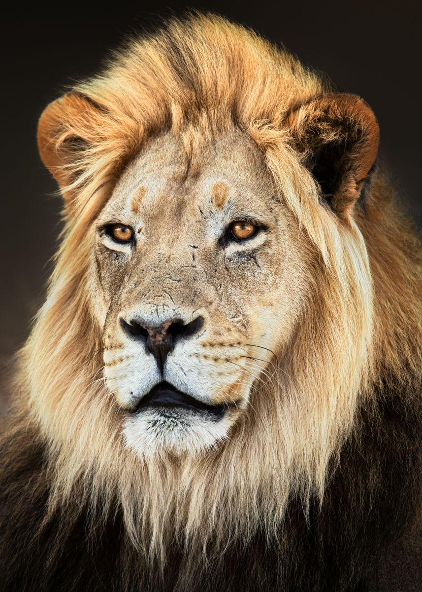 'Lion with Dreadlocks' Poster, picture, metal print, paint by rahma ...