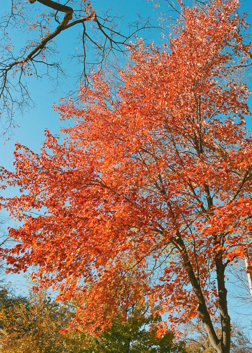 'Fall Colors Photography' Poster, picture, metal print, paint by ...