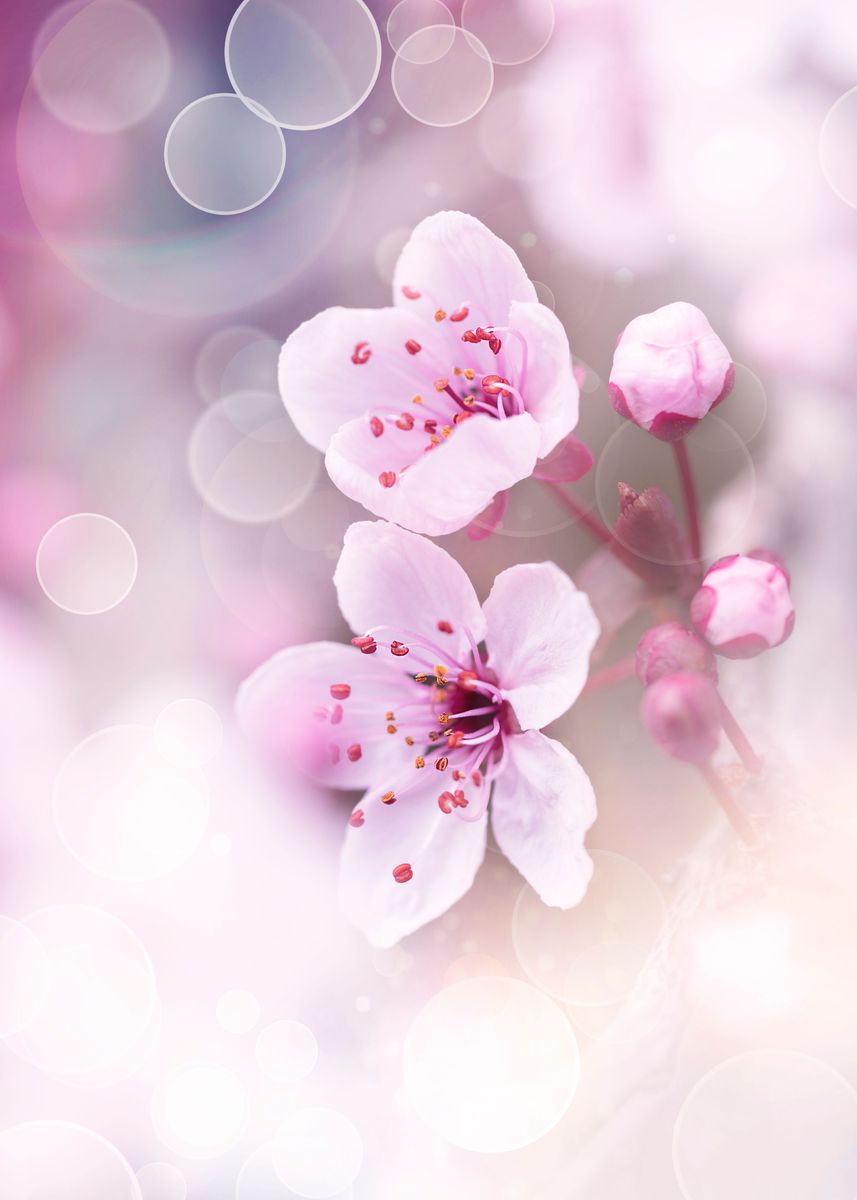 'Pink cherry blossom garden' Poster, picture, metal print, paint by ...