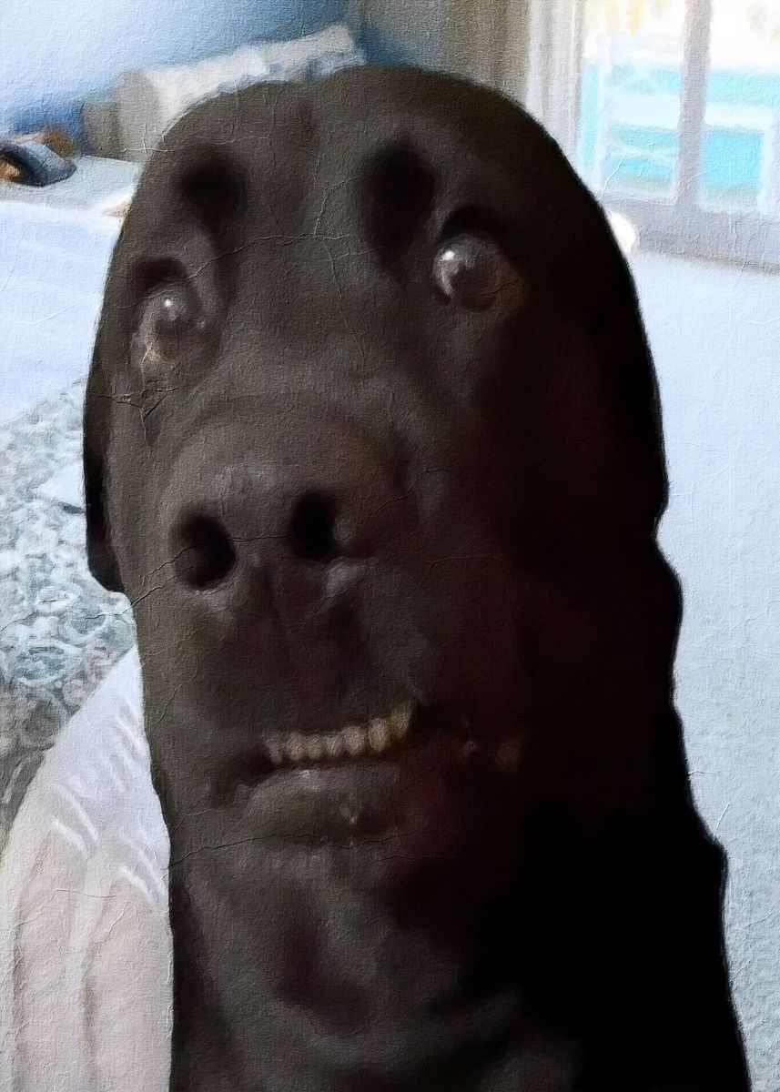 'Confused dog meme' Poster, picture, metal print, paint by Meme Daily ...