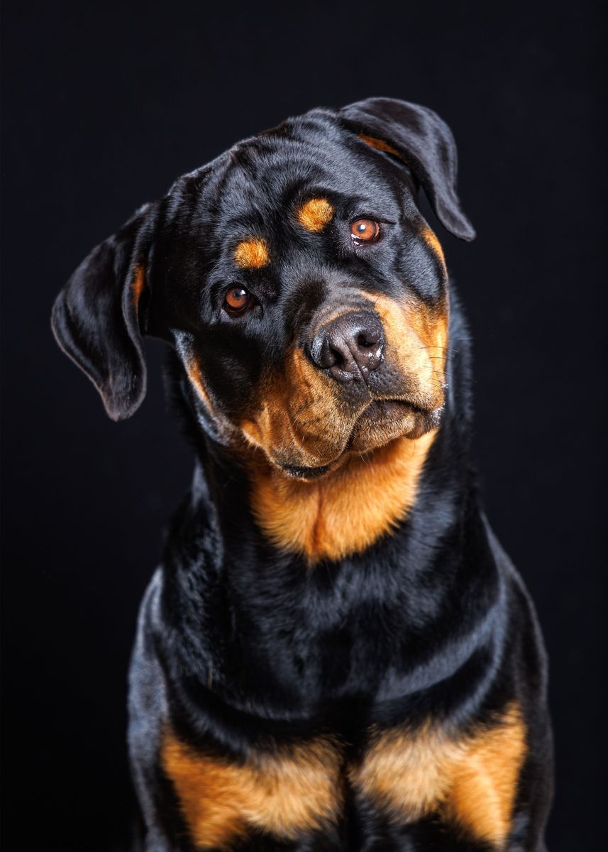 'Rottweiler Portrait' Poster, picture, metal print, paint by ...