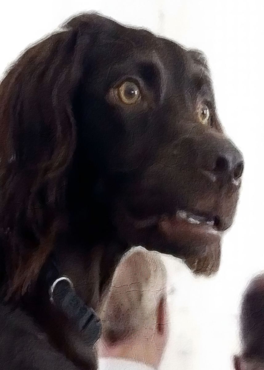 'Confused dog Meme' Poster, picture, metal print, paint by Meme Daily ...