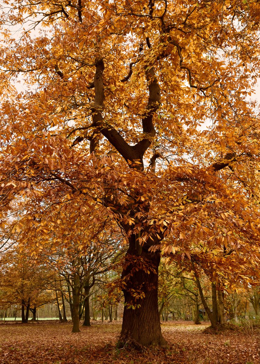 'Autumn Tree' Poster, picture, metal print, paint by Svetlana Sewell ...
