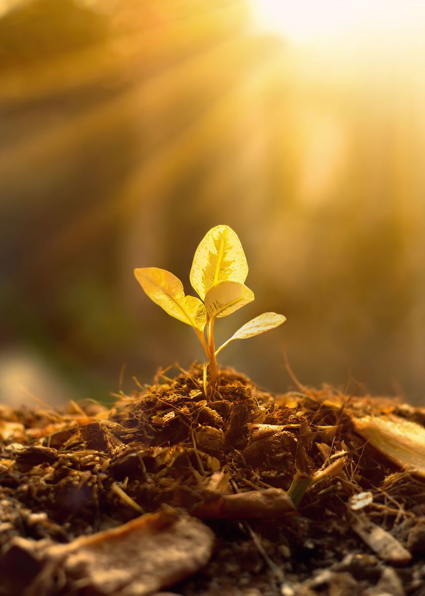 'Tiny tree sapling growing ' Poster, picture, metal print, paint by ...