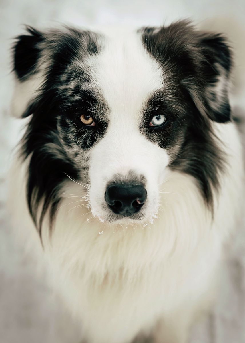 'Bailey' Poster, picture, metal print, paint by Karel Štěpánek | Displate