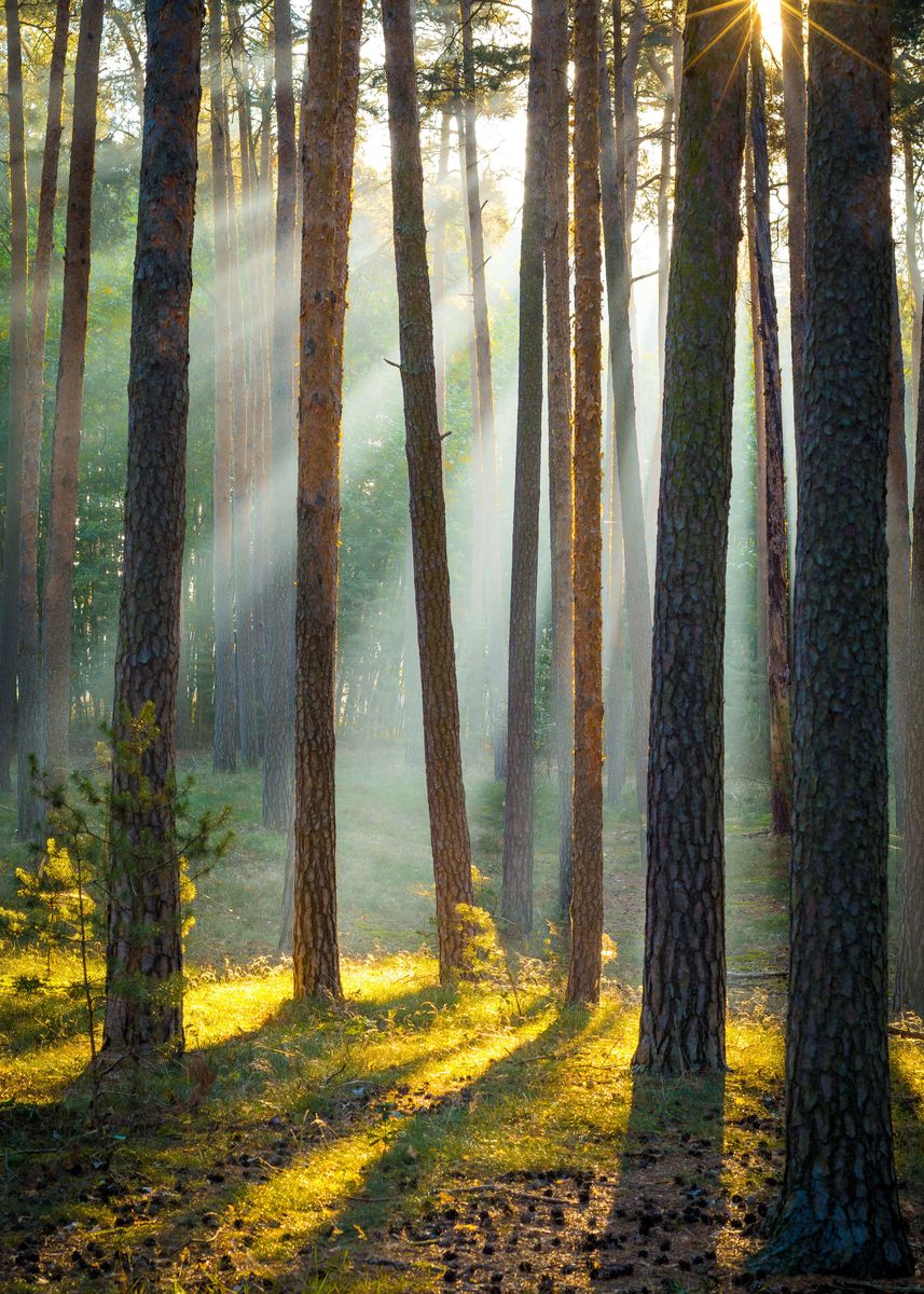 'Autumn Light' Poster, picture, metal print, paint by Martin Wasilewski ...