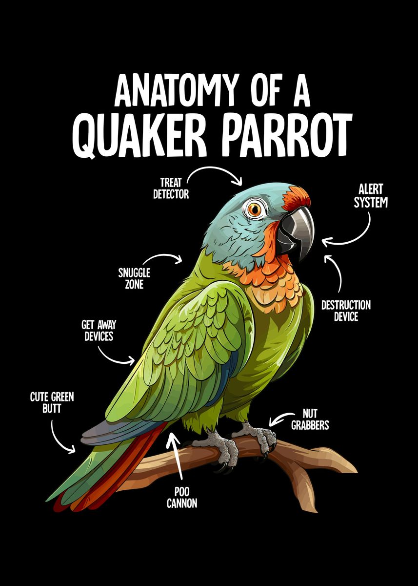 'Quaker Parrot Funny Birds' Poster, picture, metal print, paint by ...