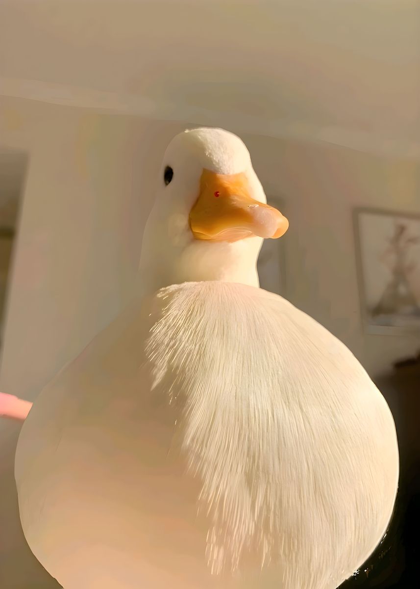 'white duck' Poster, picture, metal print, paint by pixar icia | Displate