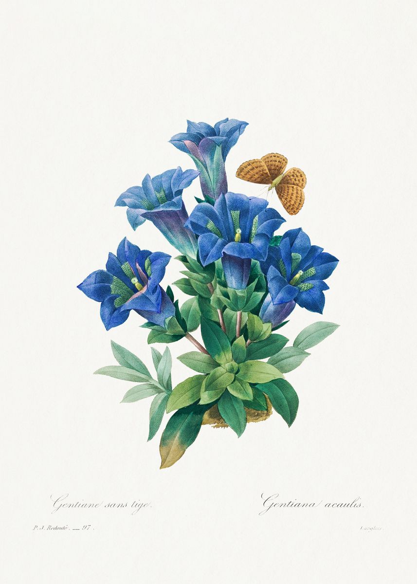 'Gentiana Acaulis' Poster, picture, metal print, paint by anamaria ...