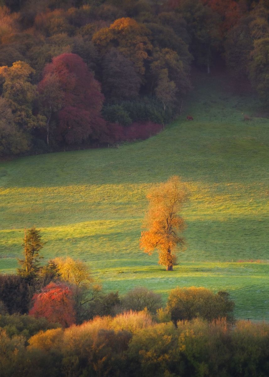 'Lonely tree' Poster, picture, metal print, paint by Kanstantsin ...