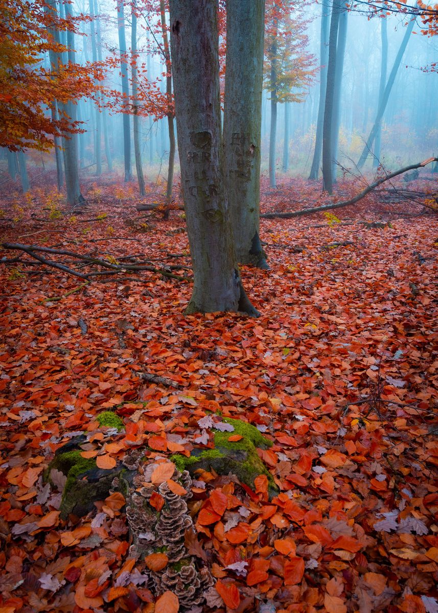 'Red Carpet in the Forest' Poster, picture, metal print, paint by ...