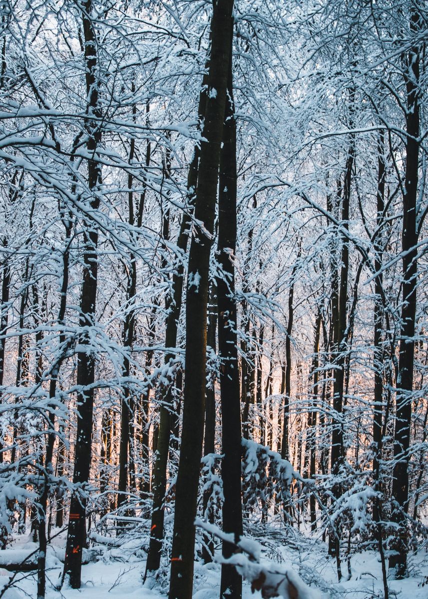 'Dawns Winter Whisper' Poster, picture, metal print, paint by Hendrik ...