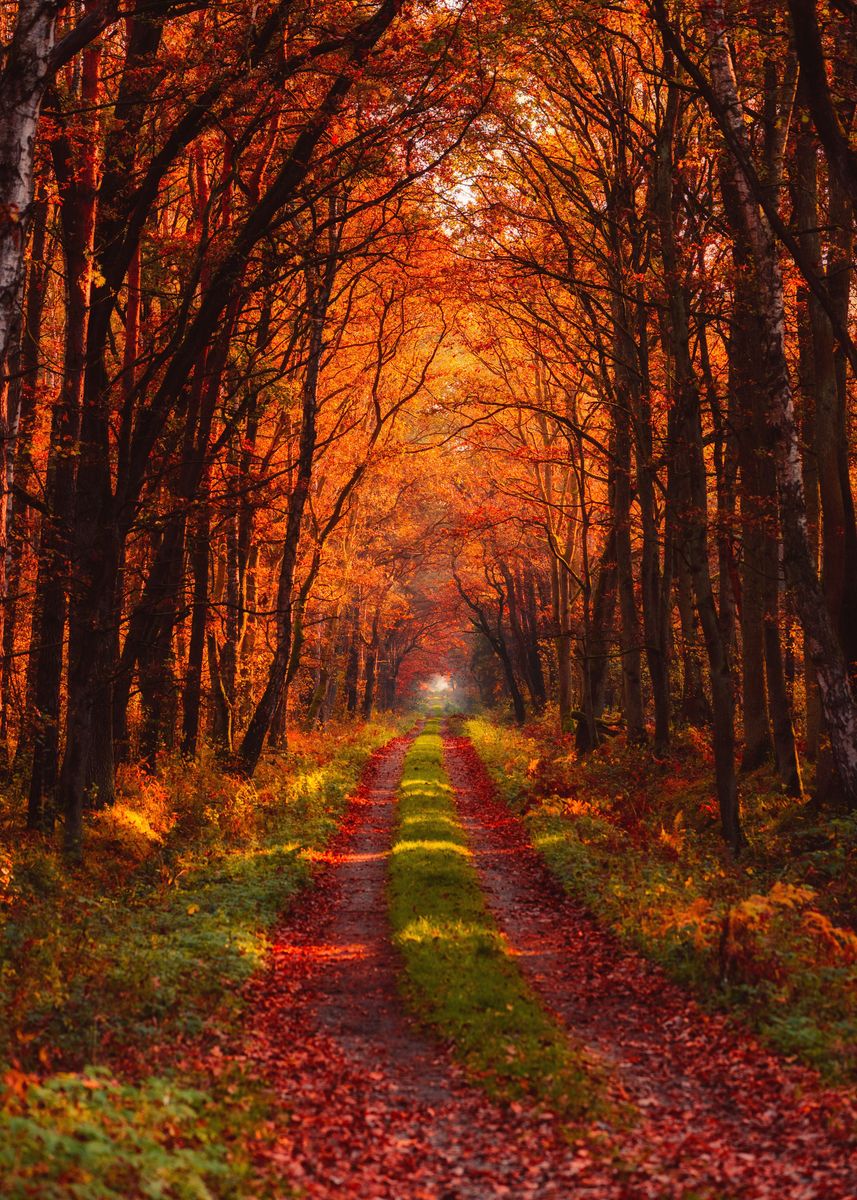 'Autumn forest road' Poster, picture, metal print, paint by Nordika ...