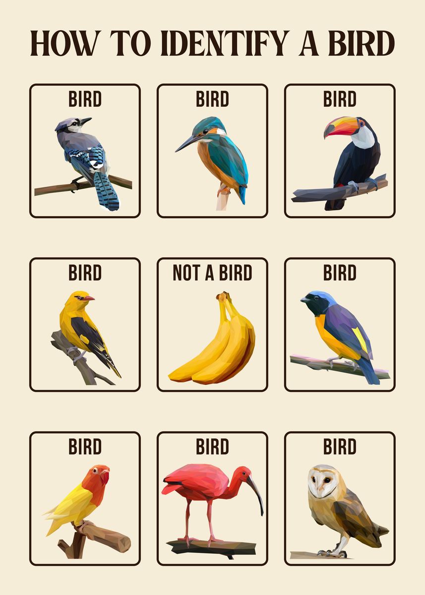 'How To Identify A Bird' Poster, picture, metal print, paint by FAA ...