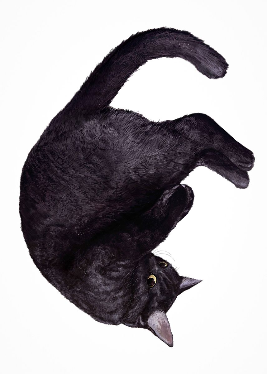 'Lying cat' Poster, picture, metal print, paint by Cassandra Cremin ...