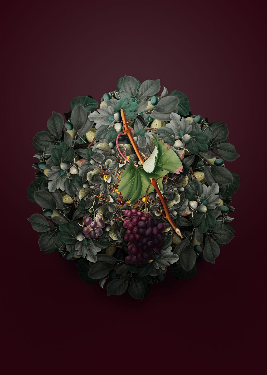 'Grape Barbarossa Wreath' Poster, picture, metal print, paint by Holy ...