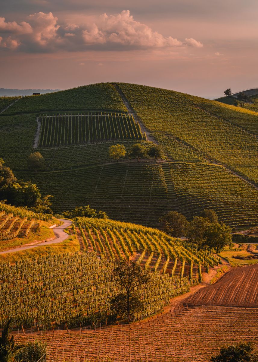 'Piedmont Vineyards Italy' Poster, picture, metal print, paint by ...