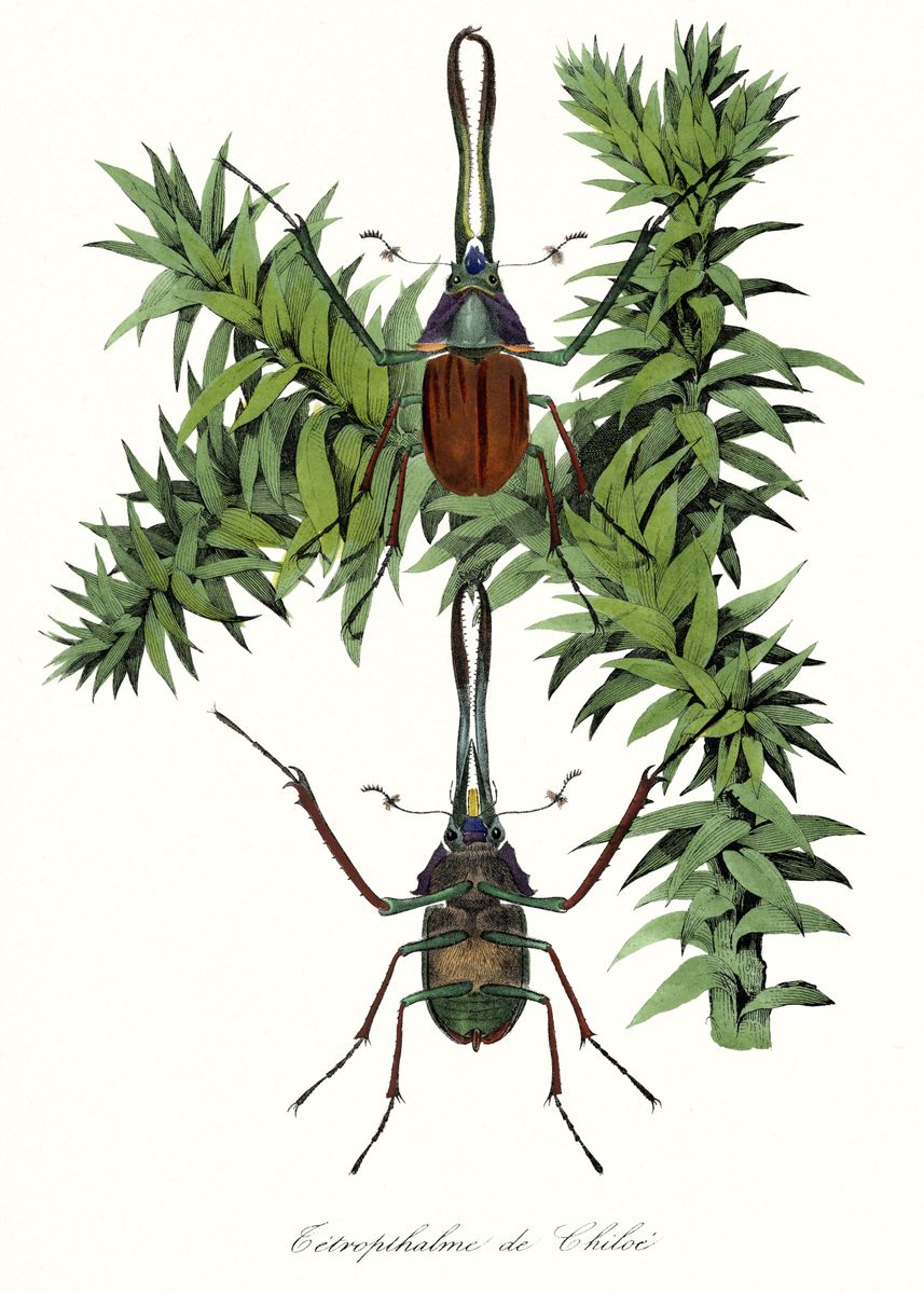 'Nature Art Beetle' Poster, picture, metal print, paint by Neckebroeck ...