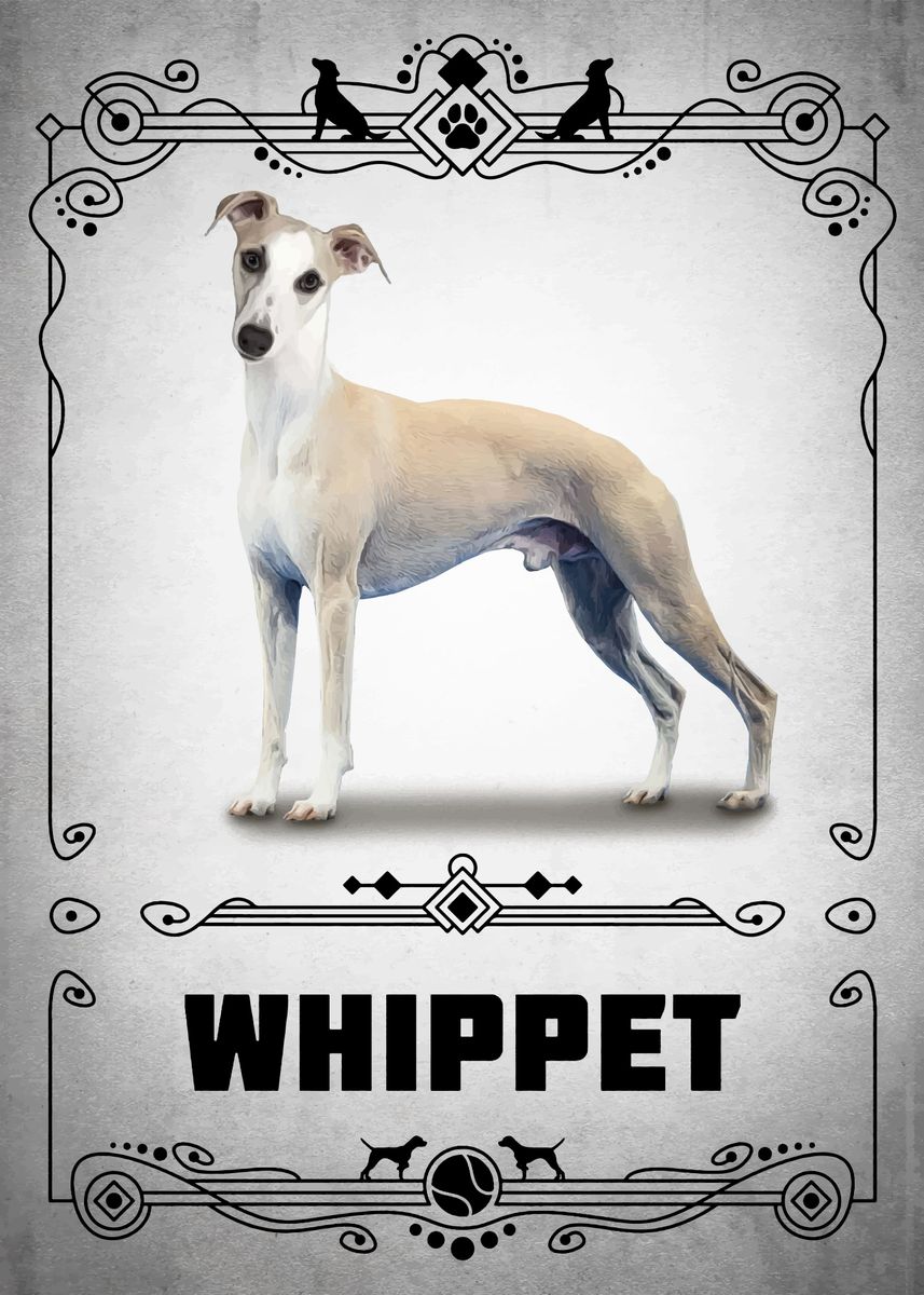 'Whippet' Poster, picture, metal print, paint by Bo Kev | Displate