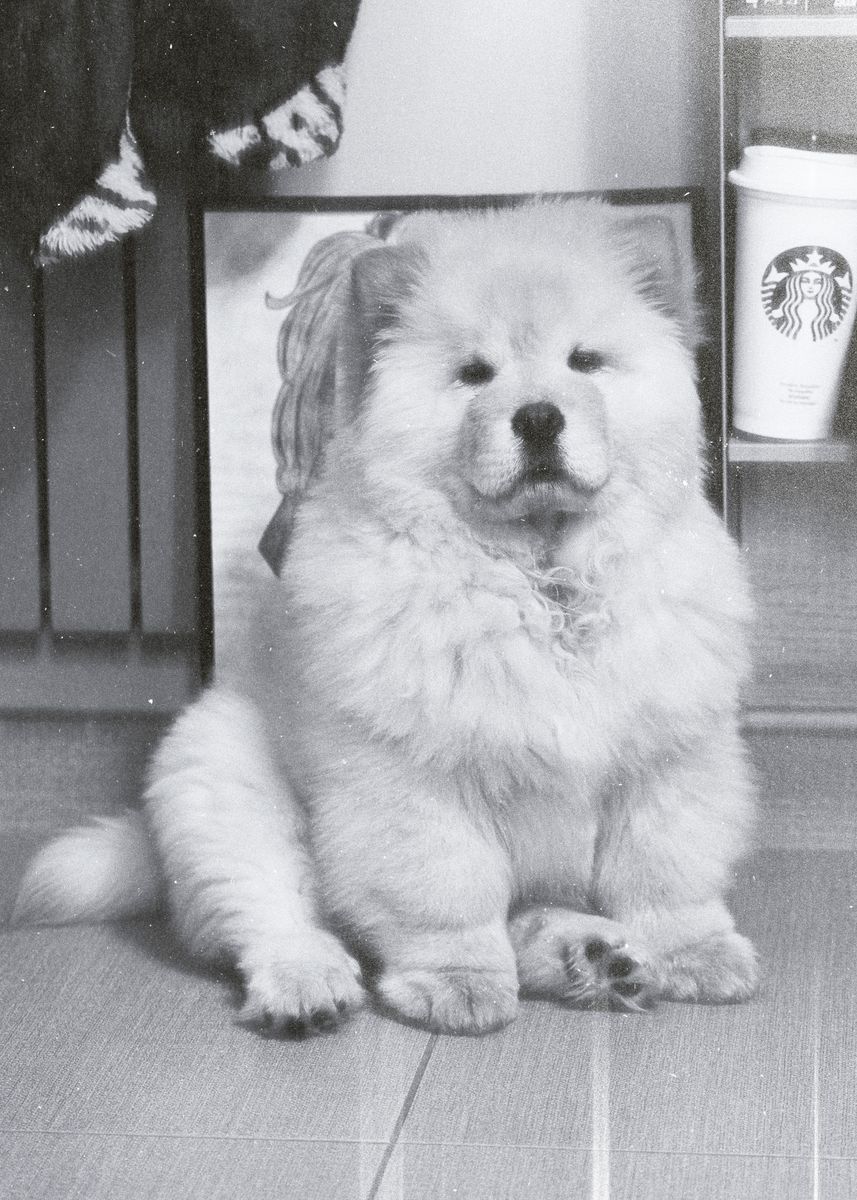 'Chow Chow Dog' Poster, picture, metal print, paint by Gianluca ...