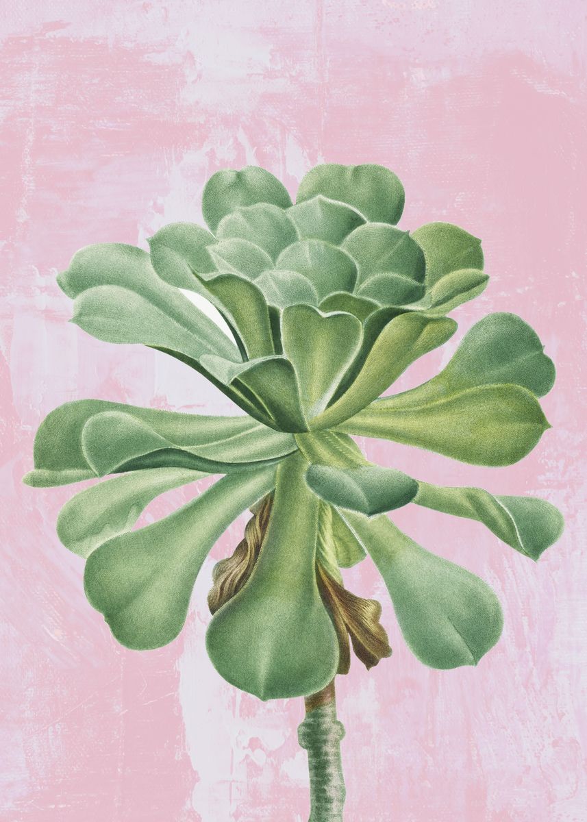 'Saucer Succulent Plant' Poster, picture, metal print, paint by ...