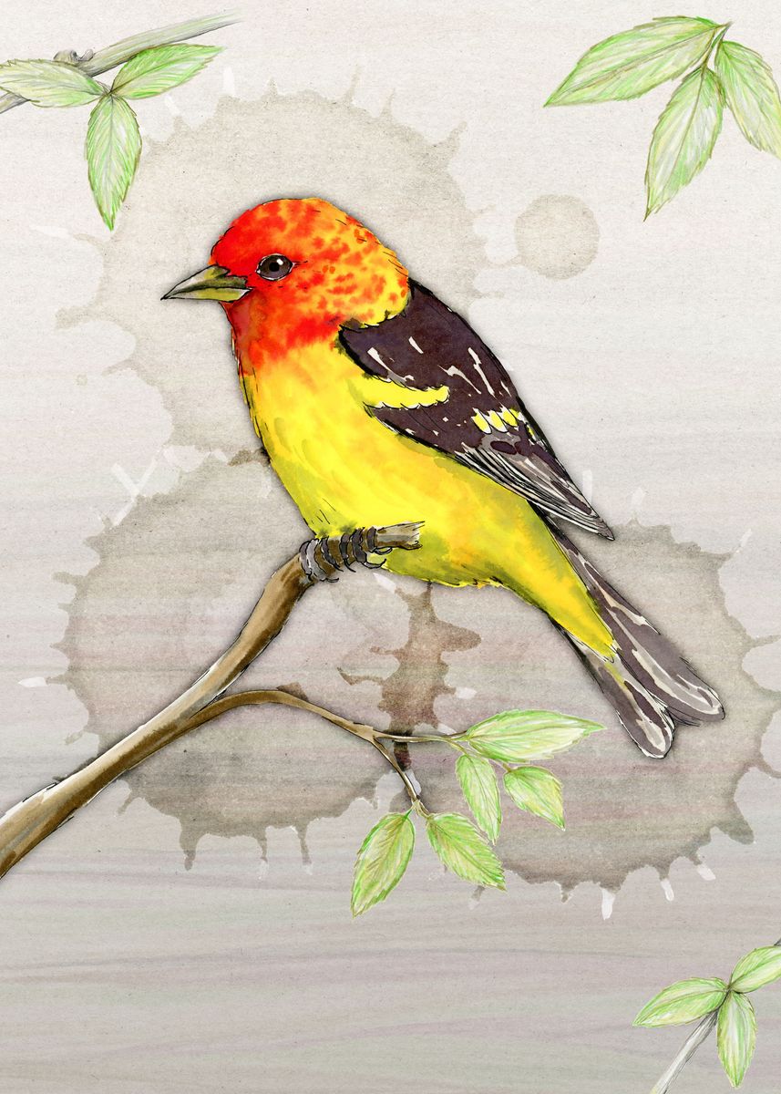 'Western tanager ' Poster, picture, metal print, paint by Bianca ...